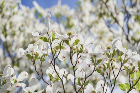 Benefits of Jamaican Dogwood (Piscidia erythrina or Piscidia piscipula